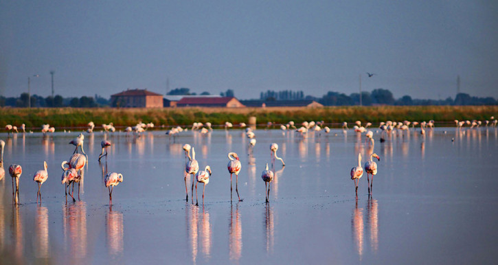 Albarella: The Island immersed in the Po Delta Park